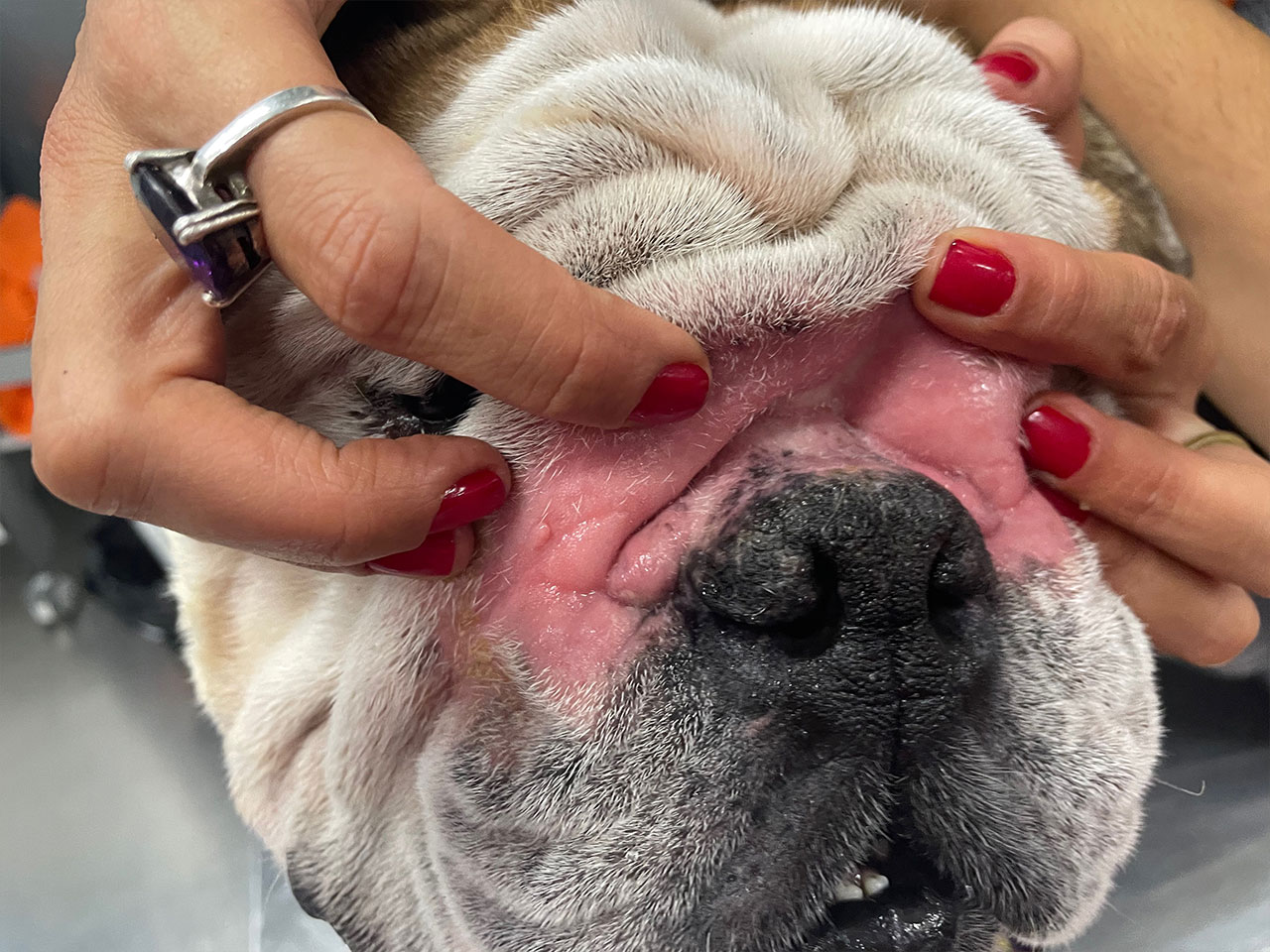 Types of Dog Skin Diseases with Pictures and Treatments - NationLifestyle