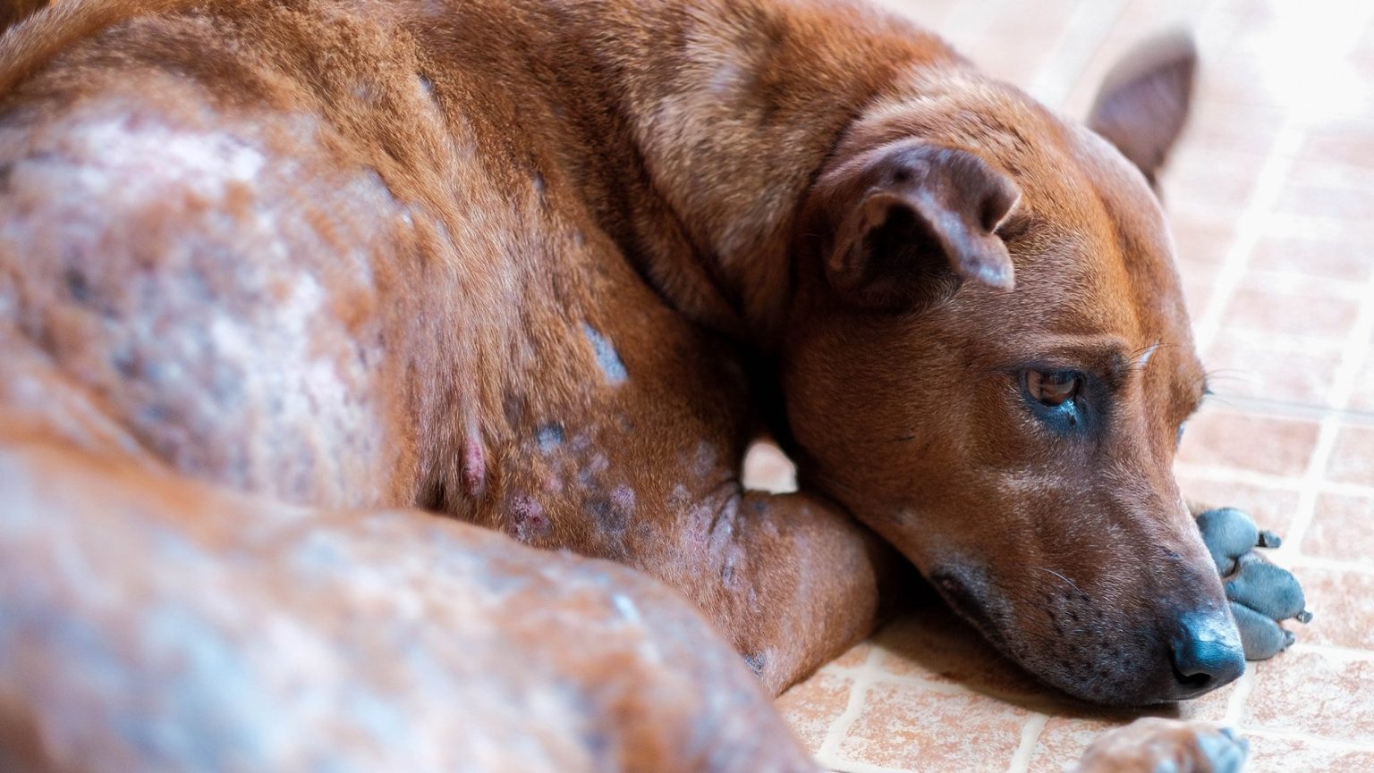 Types of Dog Skin Diseases with Pictures and Treatments - NationLifestyle