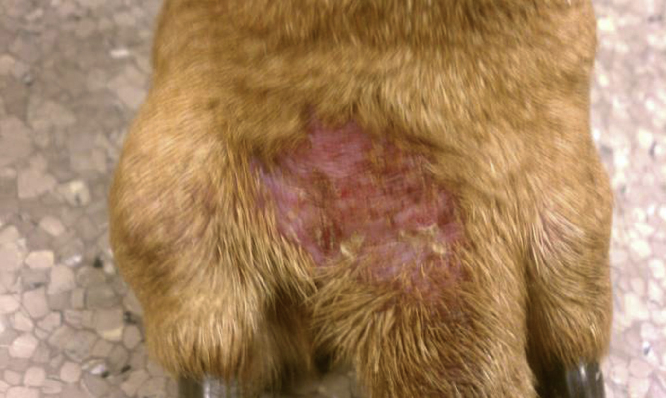 Types of Dog Skin Diseases with Pictures and Treatments - NationLifestyle