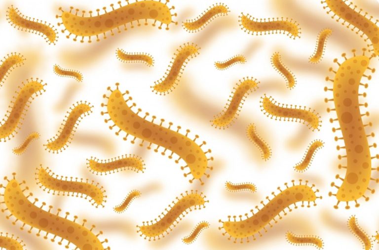 How to Get Rid of Maggots in Your Bin, Drain, or House - NationLifestyle