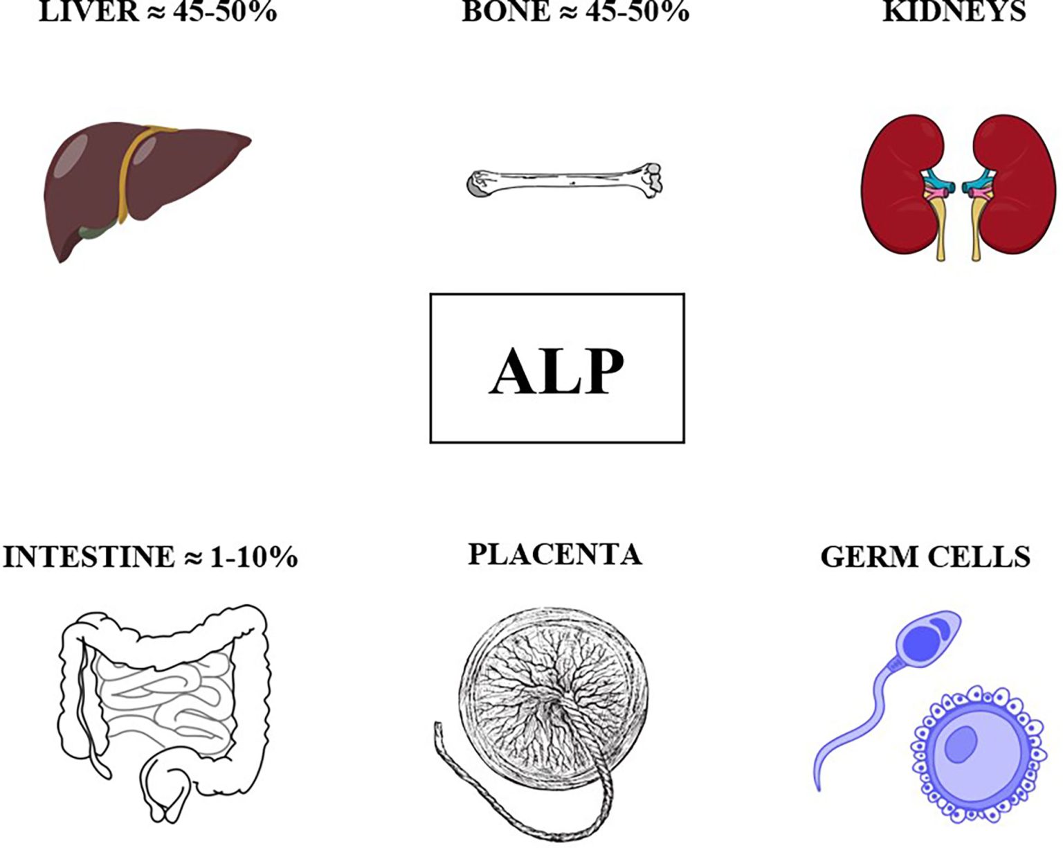 What Level of Alkaline Phosphatase Is Dangerous in Adults, Kids, and ...